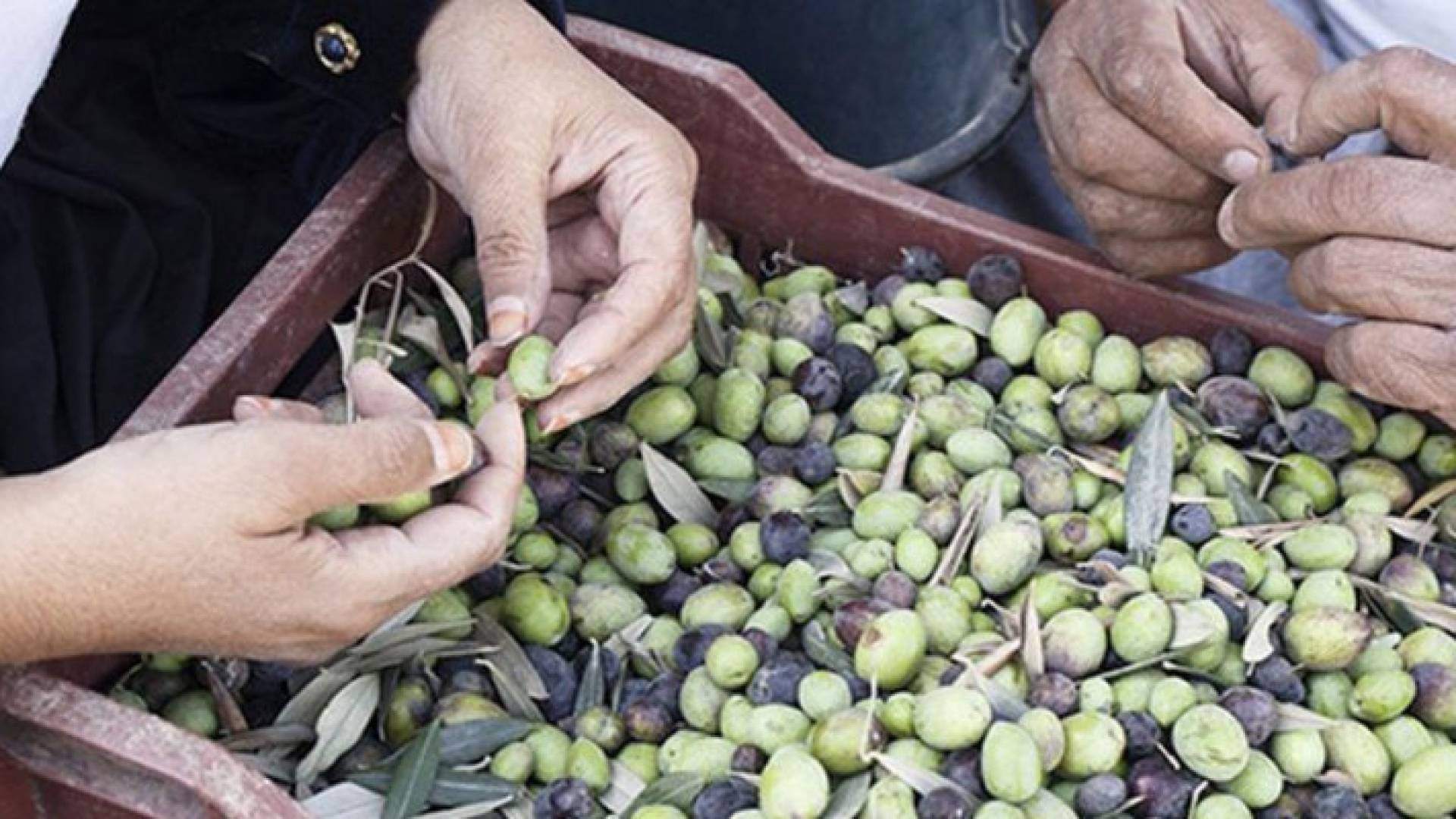 Roya News | Israeli Occupation opens borders for Lebanese workers to ...