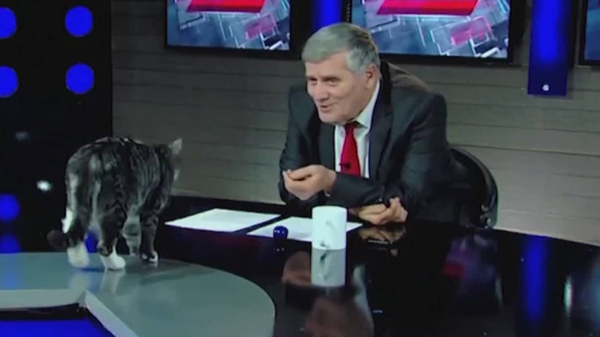 Roya News | VIDEO: Cat interrupts live political TV show in Georgia
