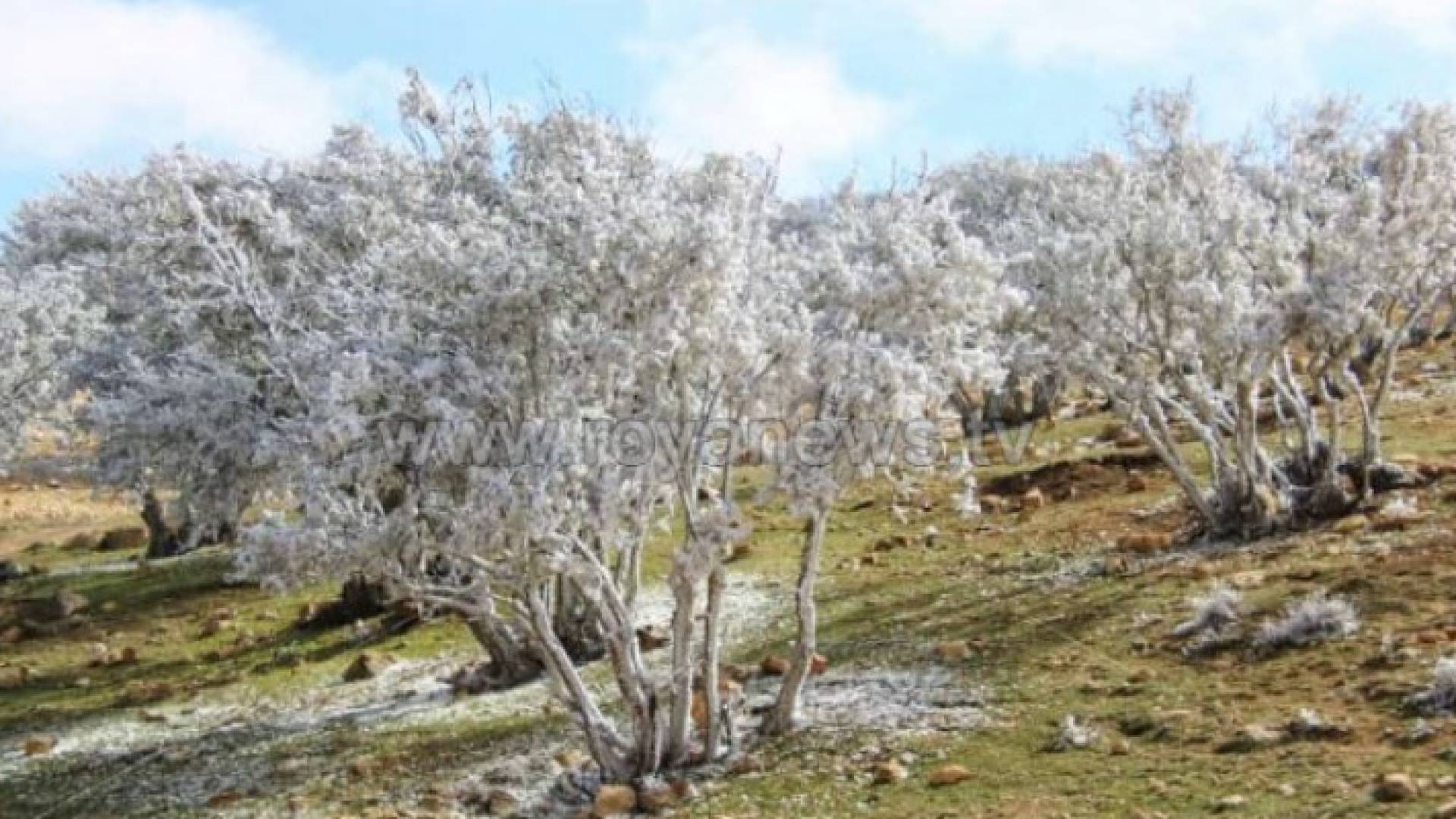 Roya News | Cold, clear weather expected Friday