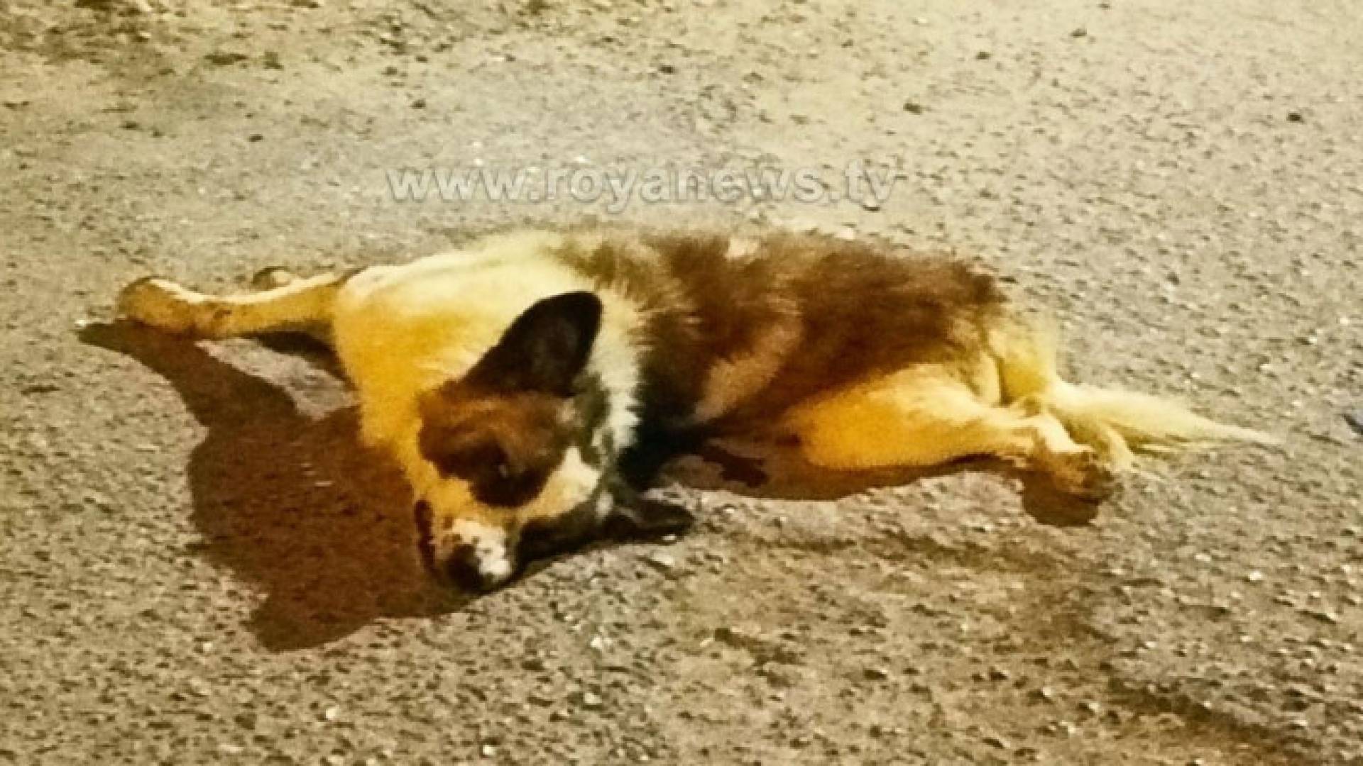 Roya News | Unknown assailants shoot dead stray dogs in Ma'an