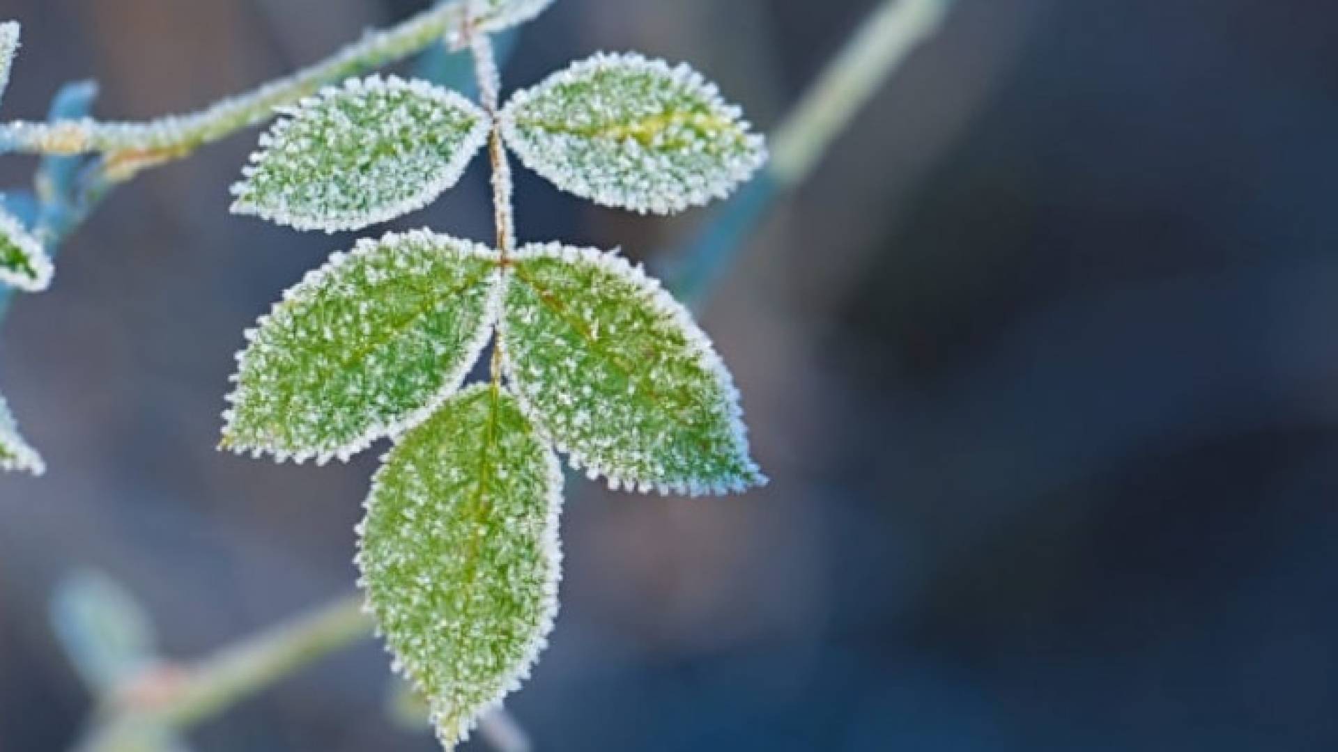 Roya News | Jordan witnesses cold weather Saturday