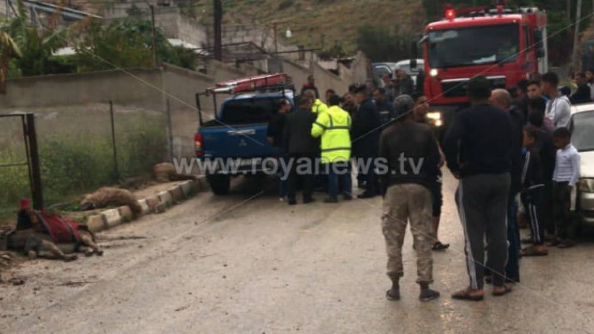 Roya News | Shepherd, sheep die of electrocution in Jordan Valley
