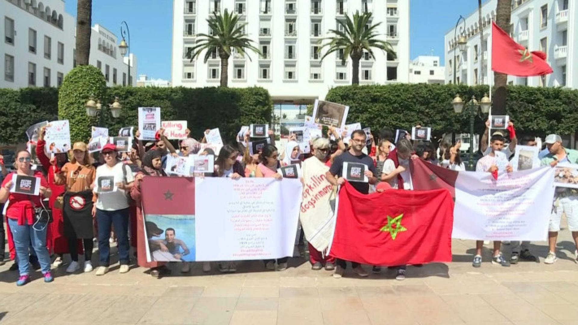 Roya News | Moroccans demand end to 'massacre' of stray dogs