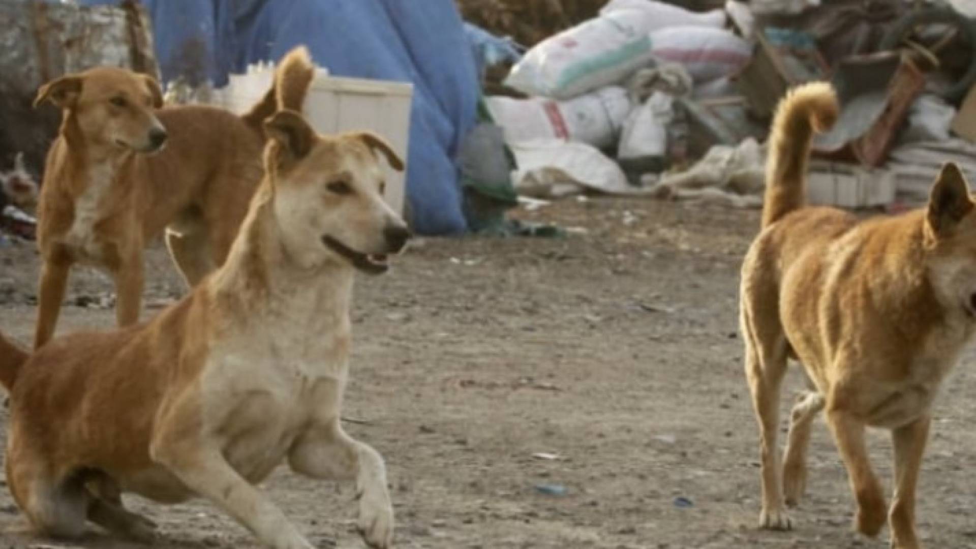 Roya News | Second phase of stray-dog management program commences in Zarqa