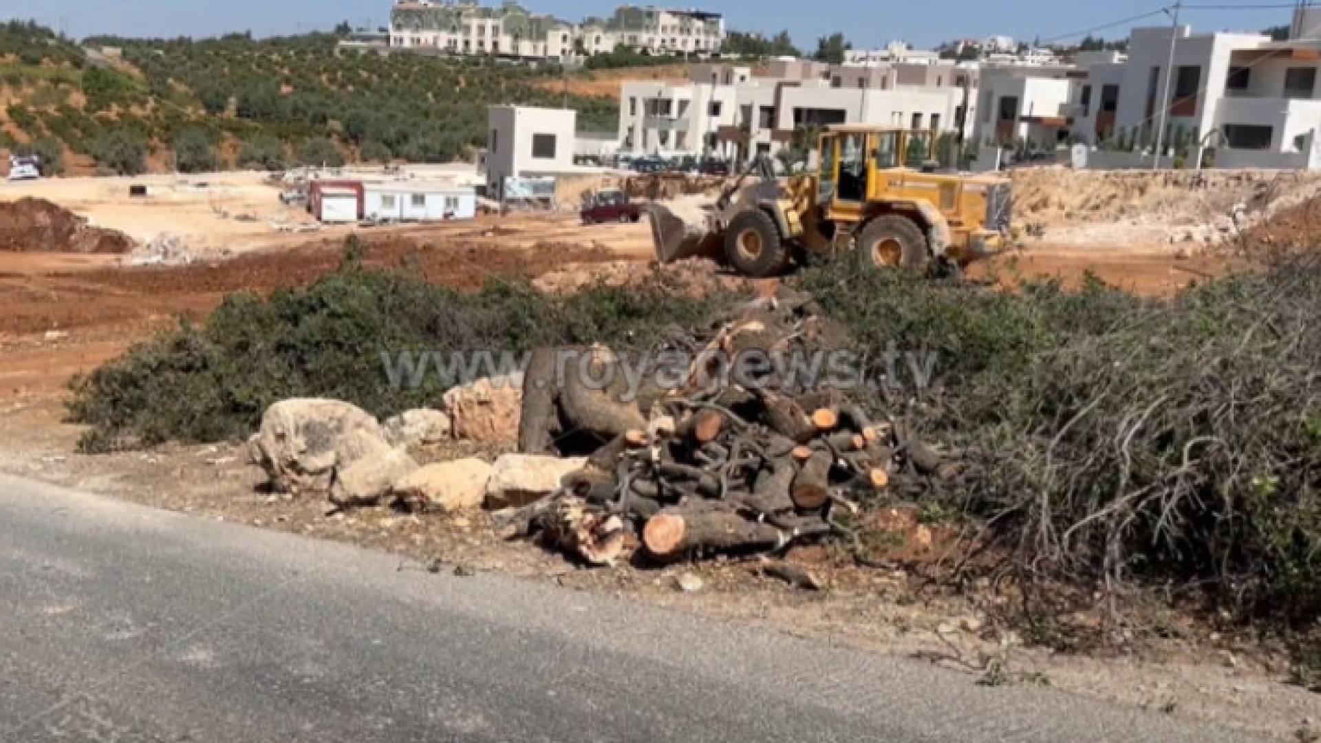 Roya News | Removal of century-old oak tree sparks community outrage in ...