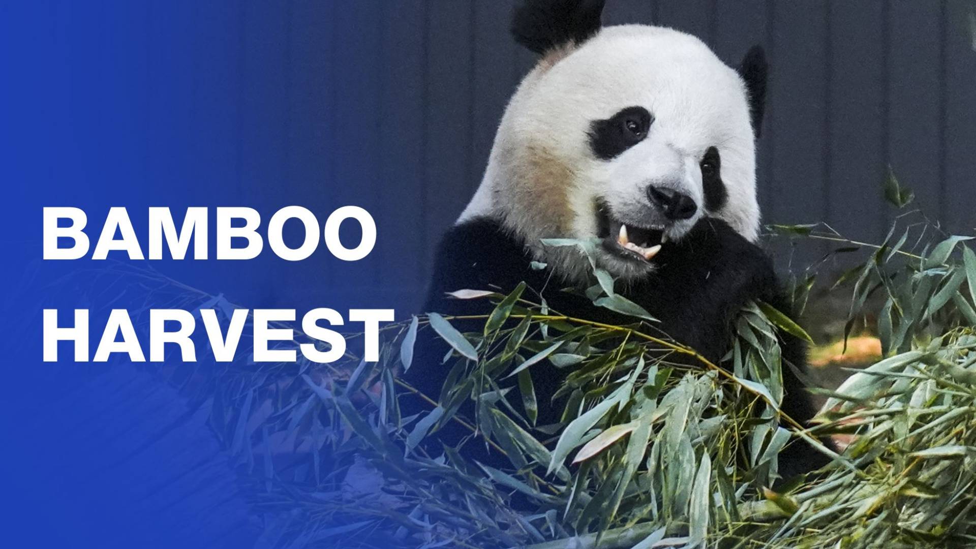 Roya News | Bamboo harvest fuels new pandas at Smithsonian’s National Zoo