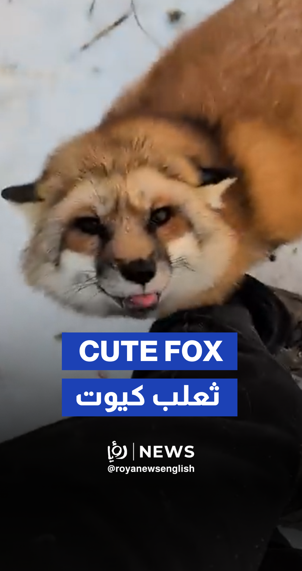 Roya News | Sweet pet fox asks for back scratches